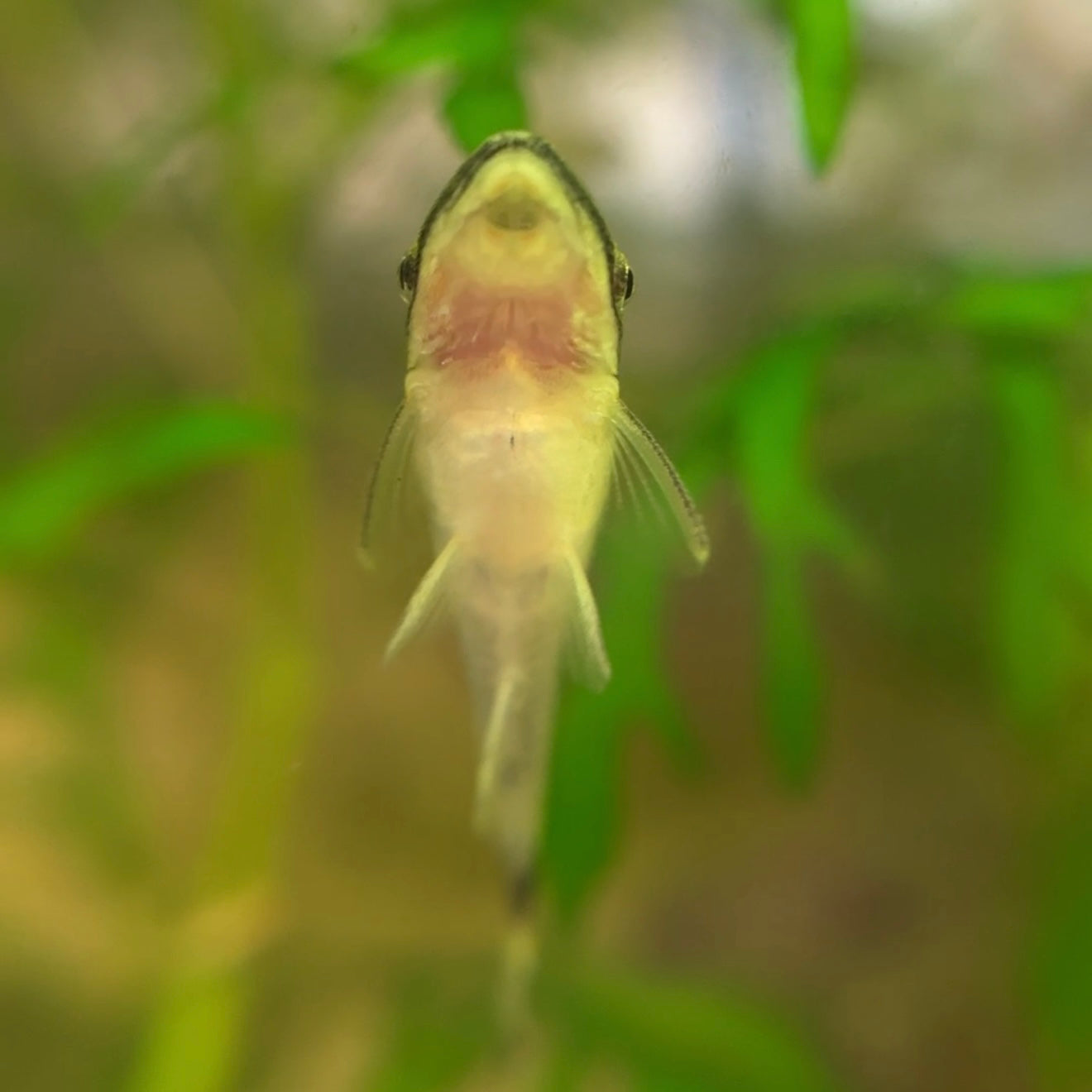Algae Eaters – Fish4Ever Aquatics