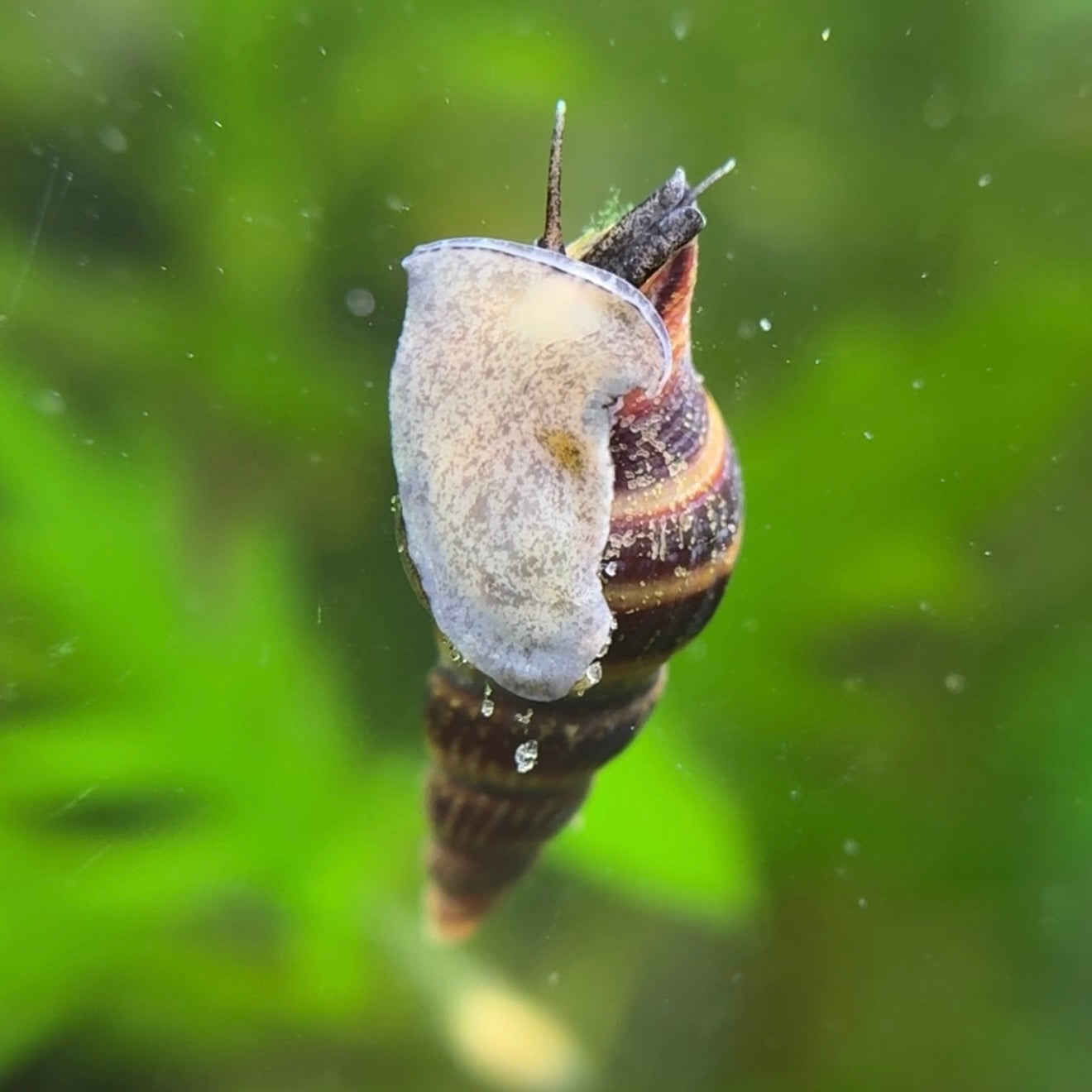Freshwater Snails – Fish4Ever Aquatics