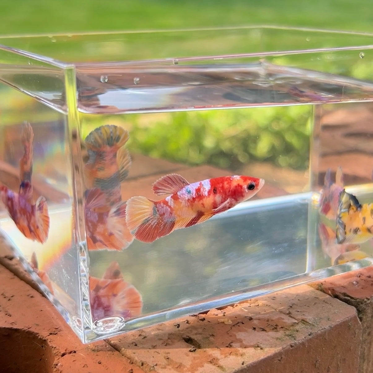 Betta Sorority Packs – Fish4Ever Aquatics