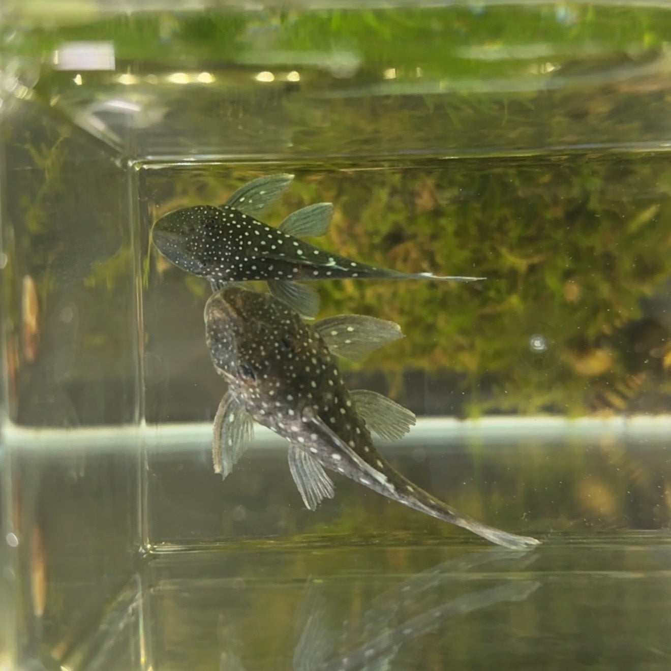 Plecos – Fish4Ever Aquatics