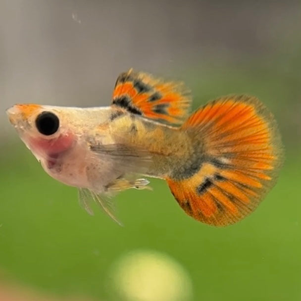 All Rare Glass Belly Guppies – Fish4Ever Aquatics