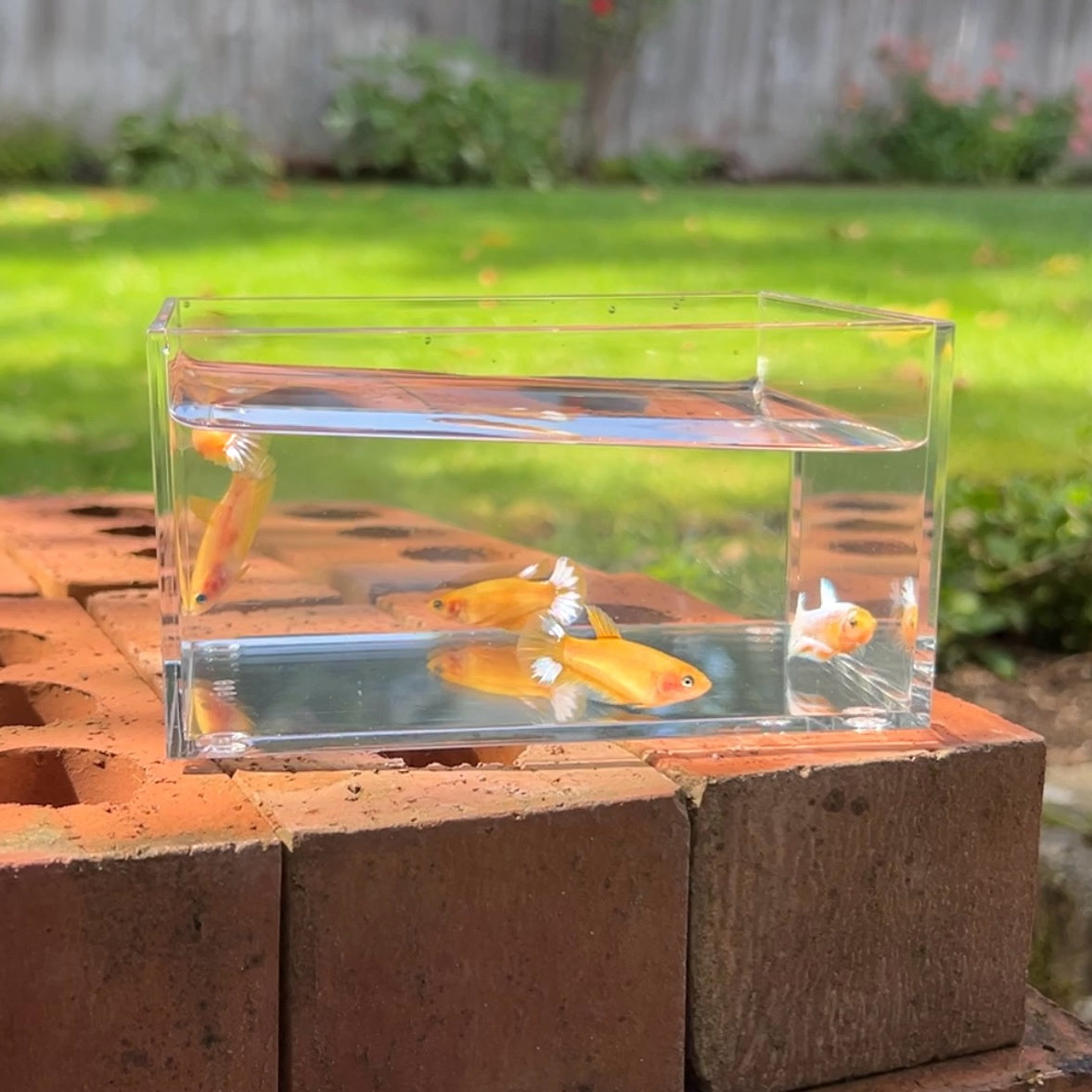 Yellow Star Betta Sorority Pack – Fish4Ever Aquatics