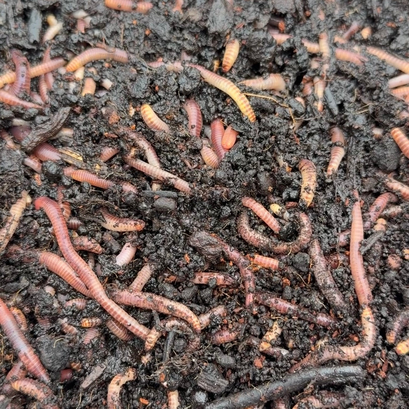 Night Crawlers | Live Organic Worms – Fish4Ever Aquatics