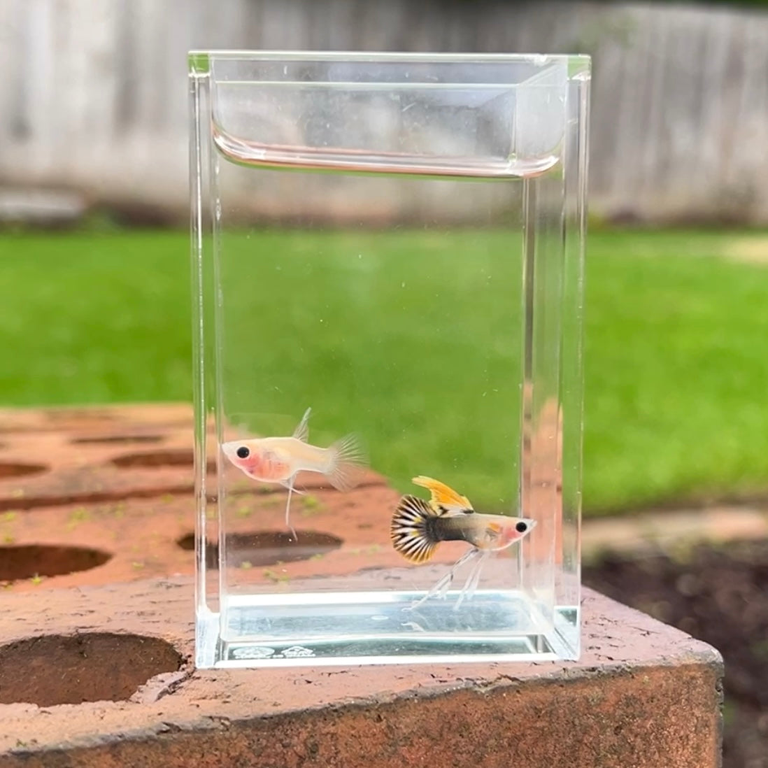 Ribboned Tucan Glass Belly Guppy Pair – Fish4Ever Aquatics