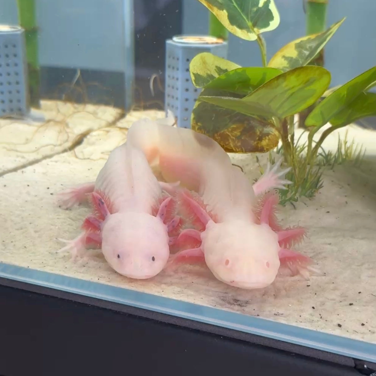 Proven Breeder Pair of Axolotls | WYSIWYG – Fish4Ever Aquatics