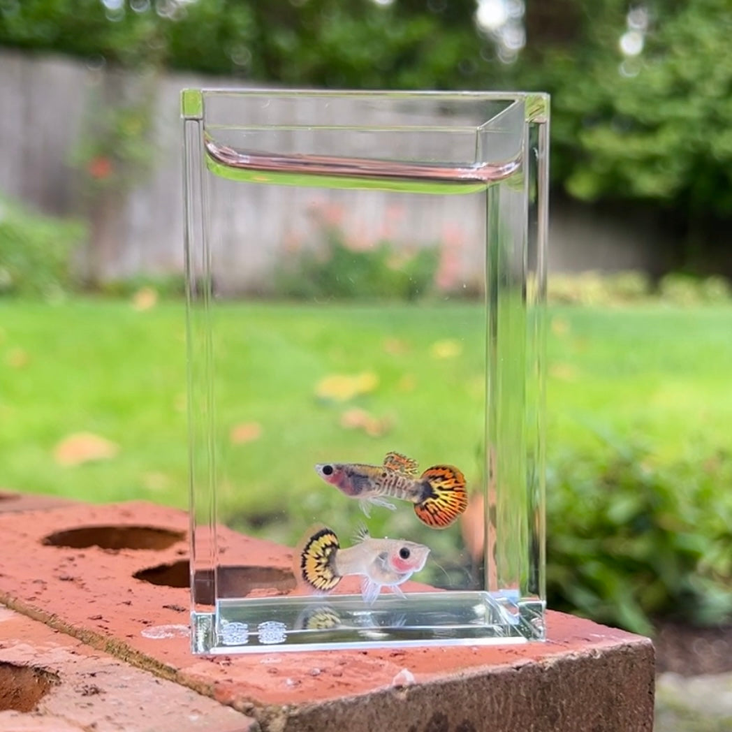 Red Tiger Mosaic Glass Belly Guppy Pair – Fish4Ever Aquatics