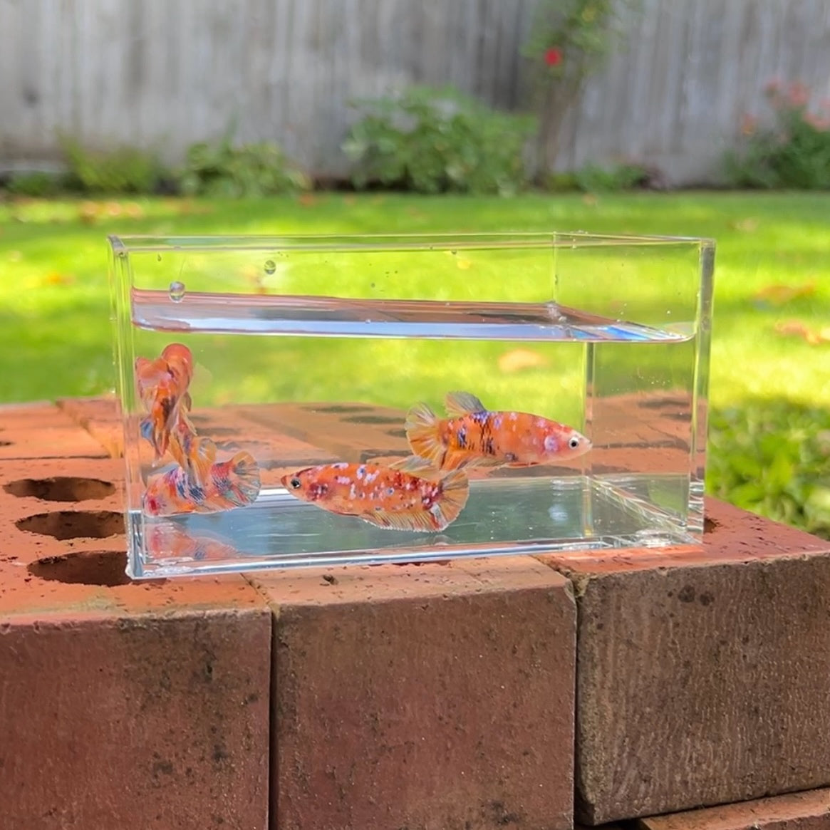 Nemo Galaxy Betta Sorority Pack – Fish4Ever Aquatics