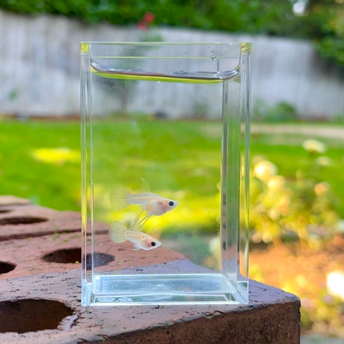 Ribboned Yellow Lace Glass Belly Guppy Pair – Fish4Ever Aquatics