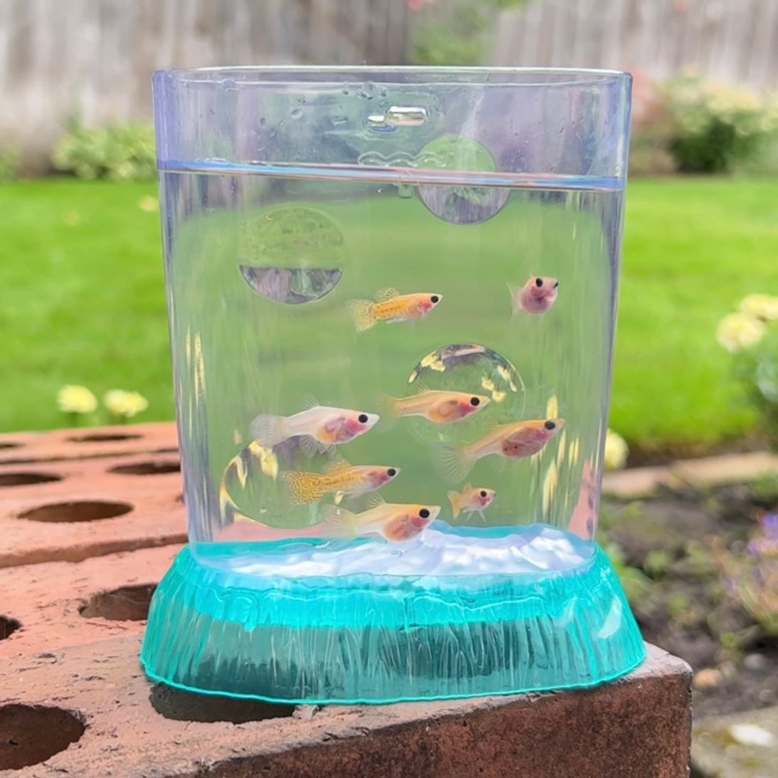 Breeder Pack Yellow Lace Glass Belly Guppy – Fish4Ever Aquatics