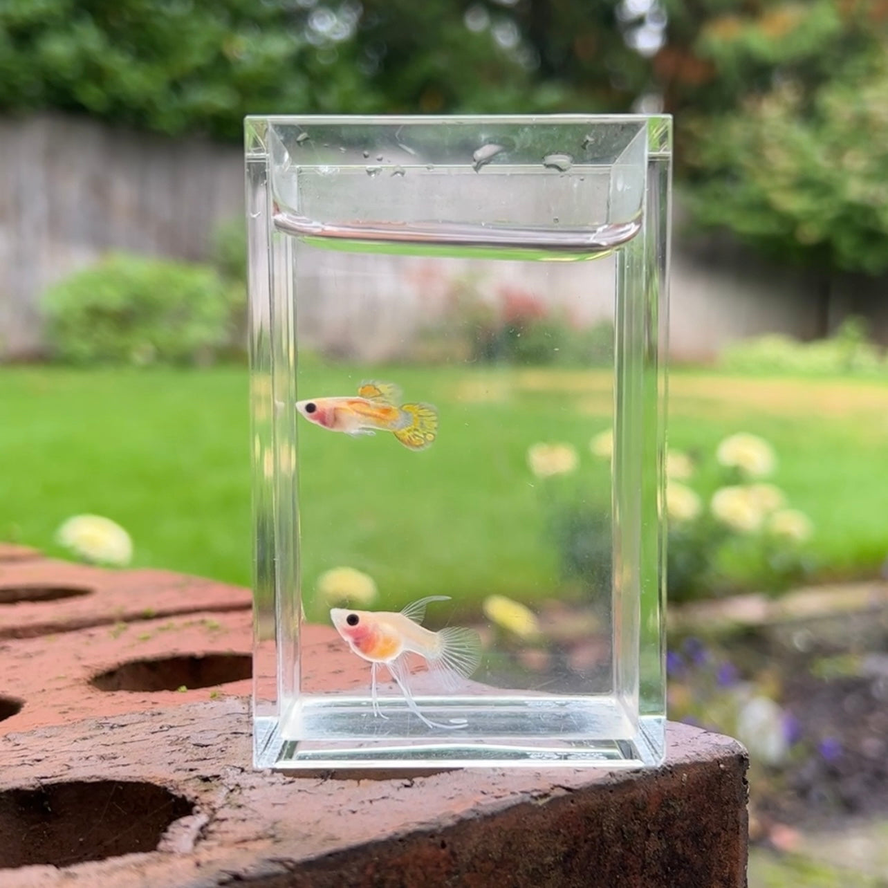Ribboned Skittle Glass Belly Guppy Pair – Fish4Ever Aquatics
