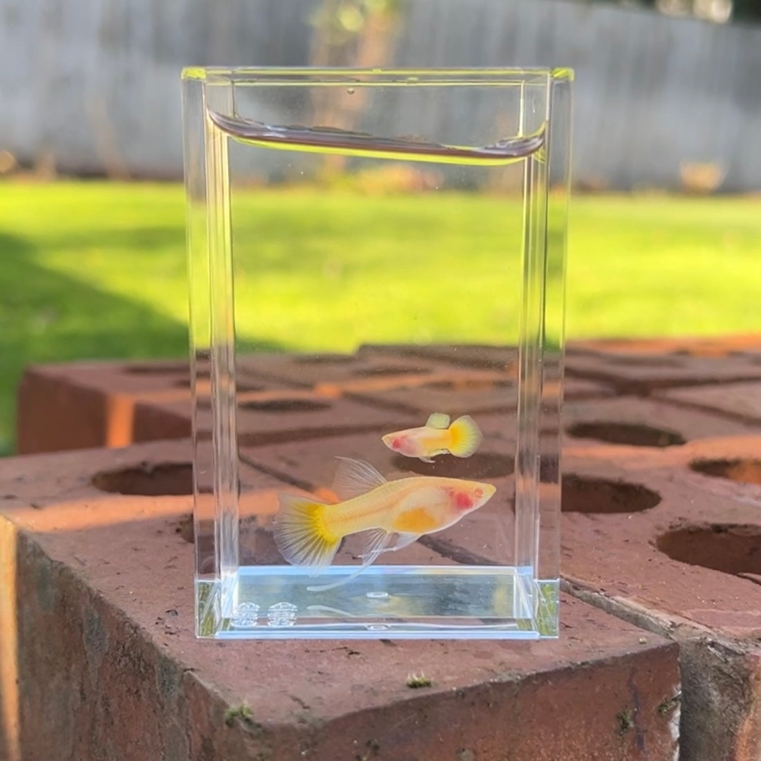 Ribboned Albino Banana Glass Belly Guppy Pair – Fish4Ever Aquatics