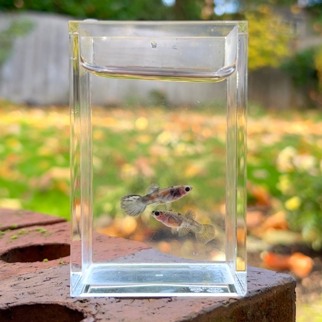 Zebra Glass Belly Guppy Pair – Fish4Ever Aquatics