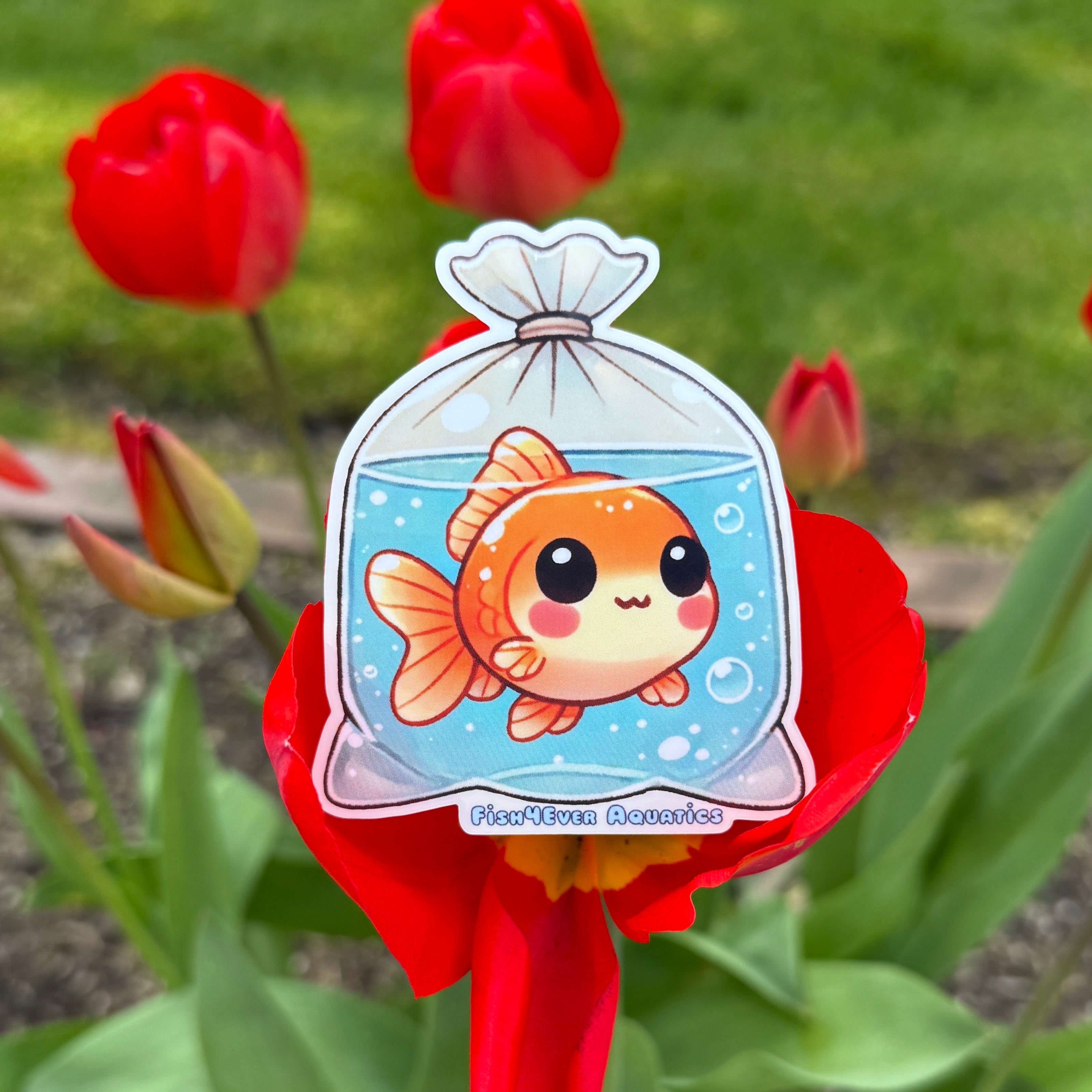 Fish4Ever Fish in a Bag Sticker (transparent) – Fish4Ever Aquatics