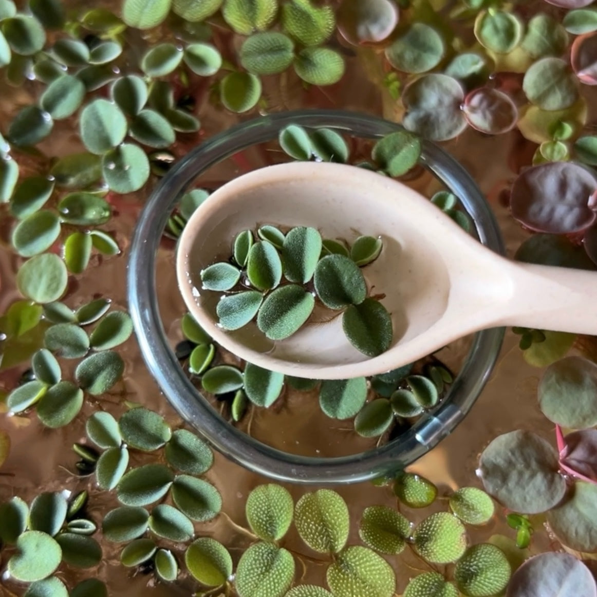 Velvet Water Spangles | Live Floating Plant – Fish4Ever Aquatics