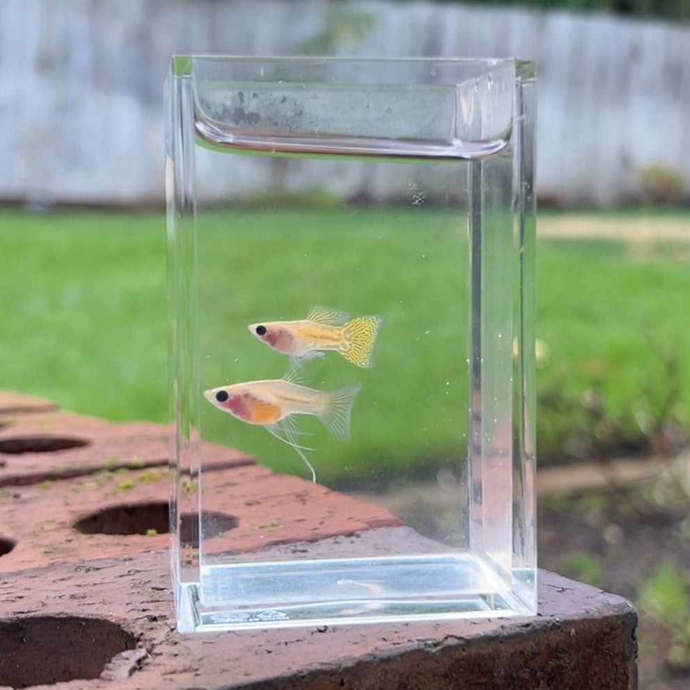 Ribboned Gold Lace Glass Belly Guppy Pair – Fish4Ever Aquatics