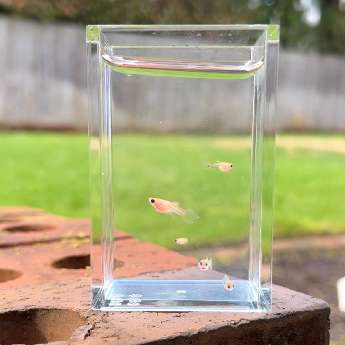 Mystery Young Glass Belly Guppy Fish – Fish4Ever Aquatics