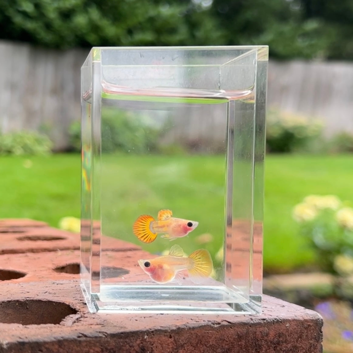 Sunrise Mosaic Glass Belly Guppy Pair – Fish4Ever Aquatics