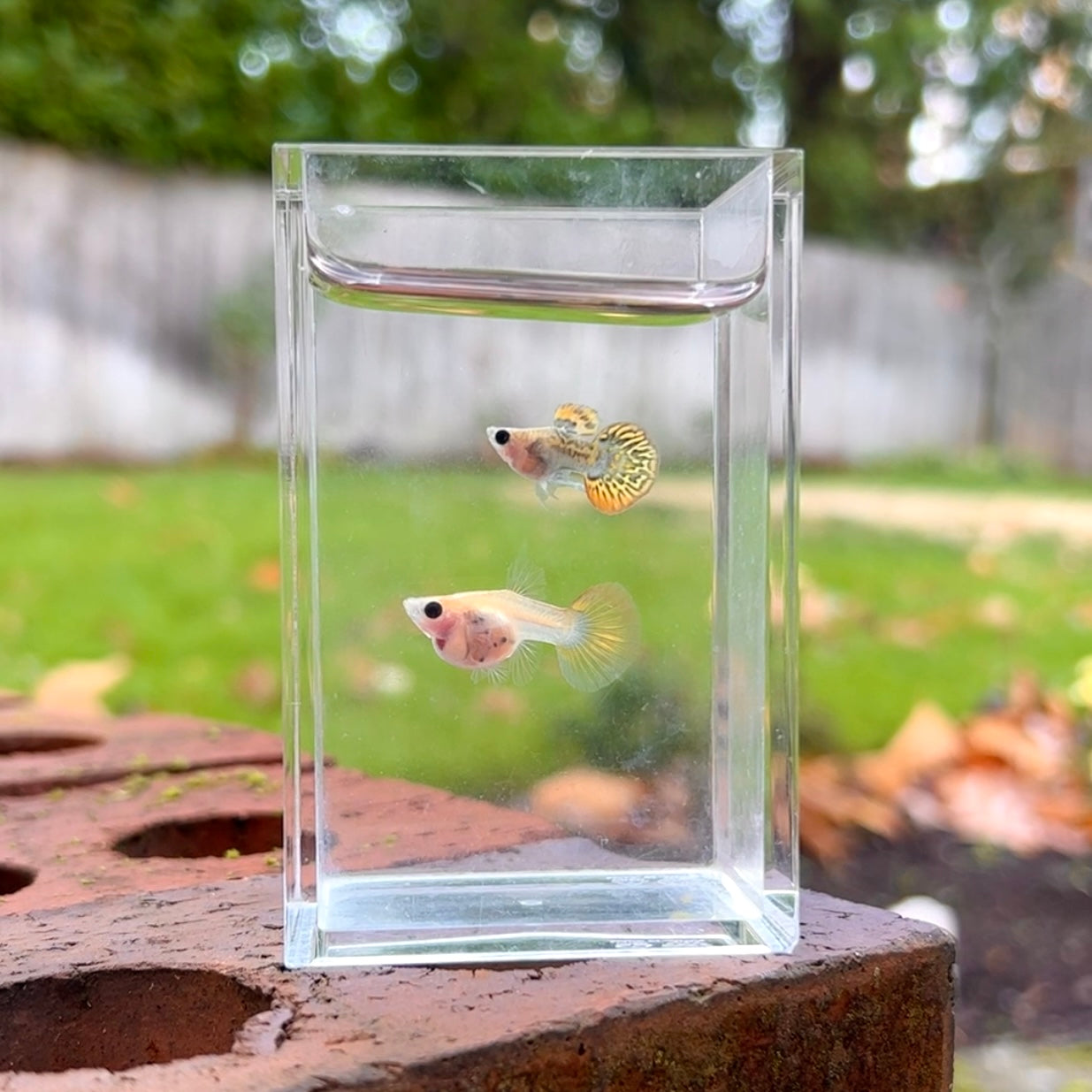 Sunset Mosaic Glass Belly Guppy Pair – Fish4Ever Aquatics