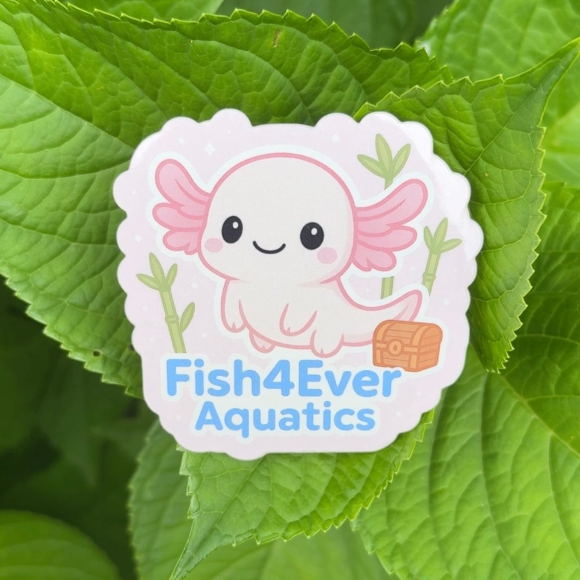 Fish4Ever Axolotl Sticker – Fish4Ever Aquatics