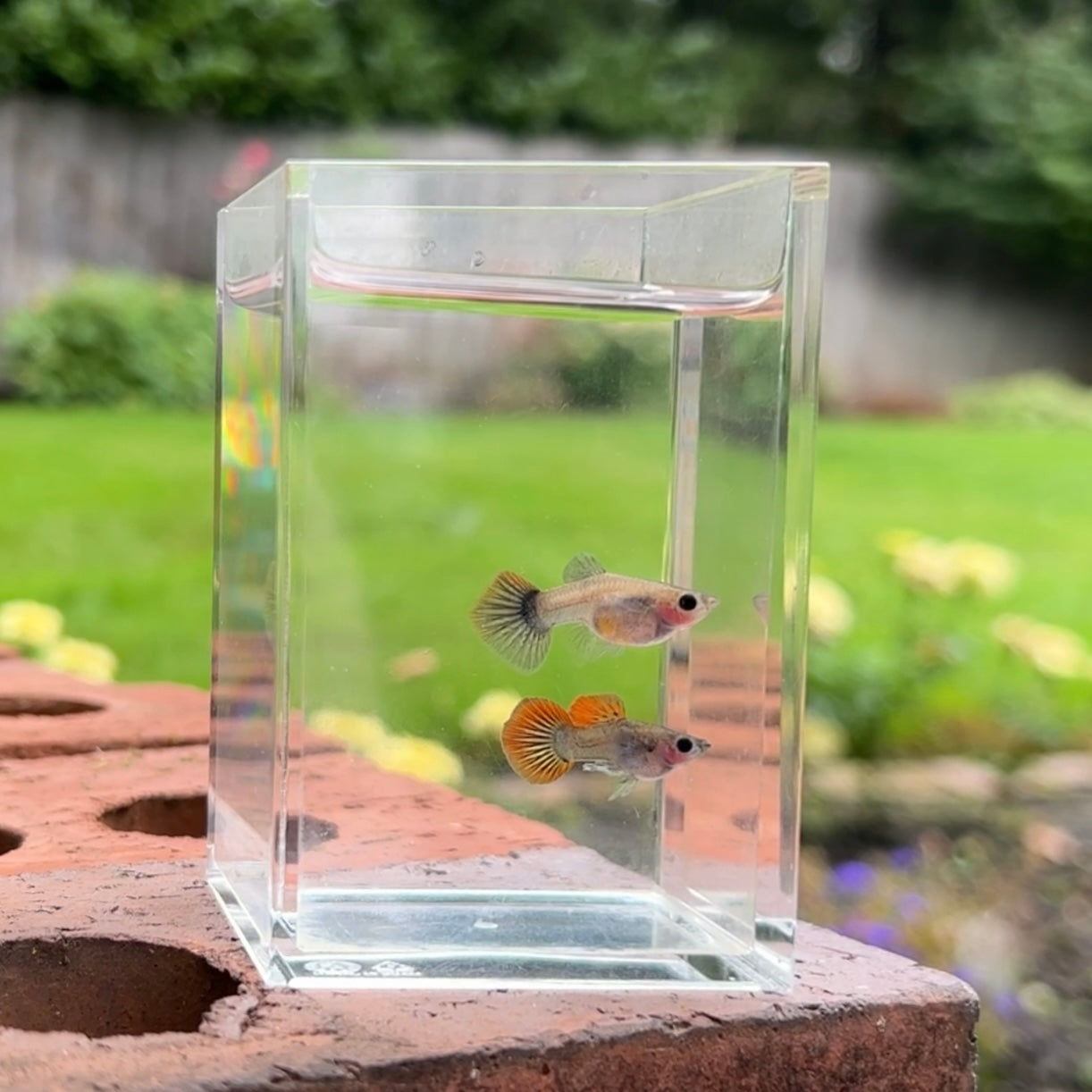 Lava Mosaic Glass Belly Guppy Pair – Fish4Ever Aquatics