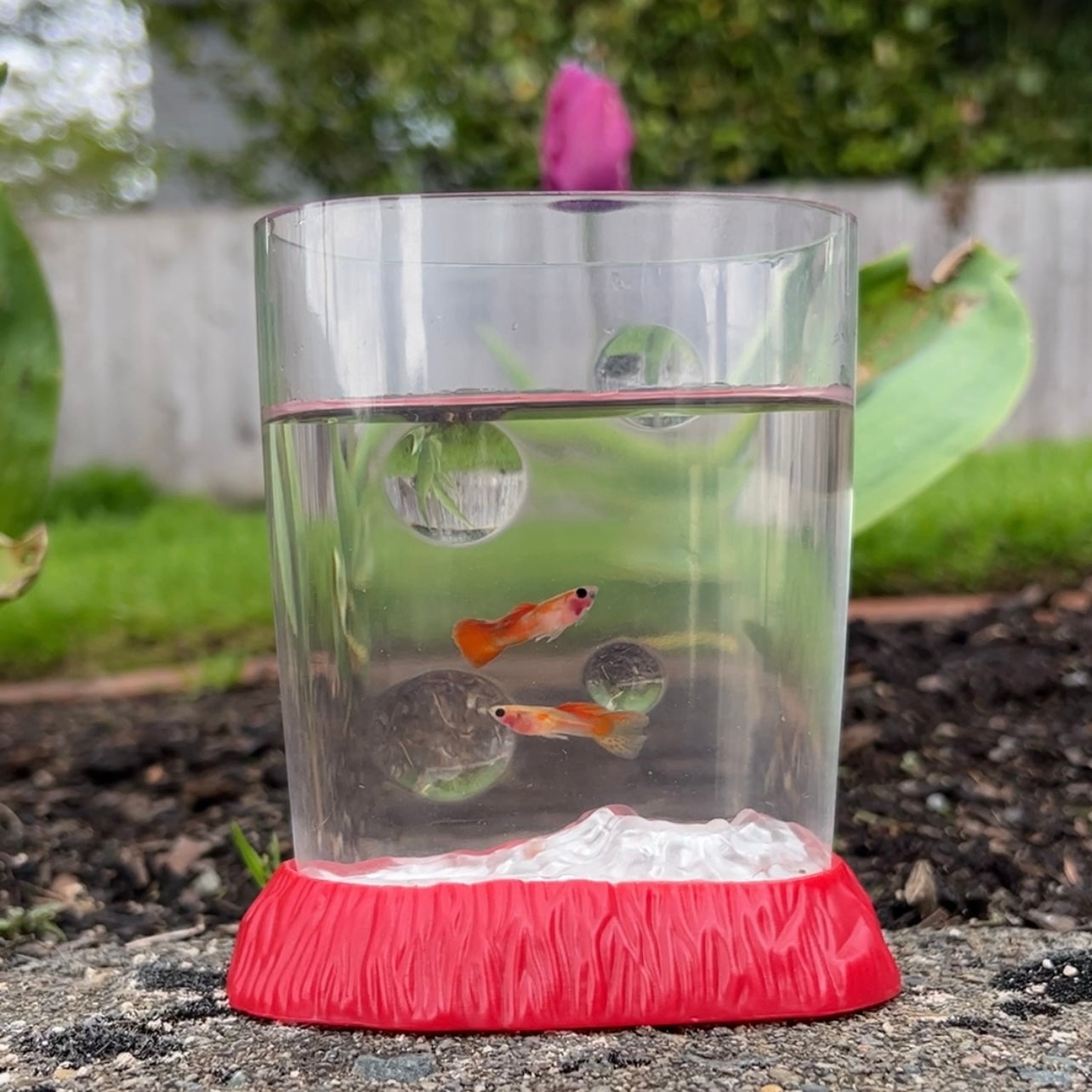 2 Male Glass Belly Guppy Fish – Fish4Ever Aquatics