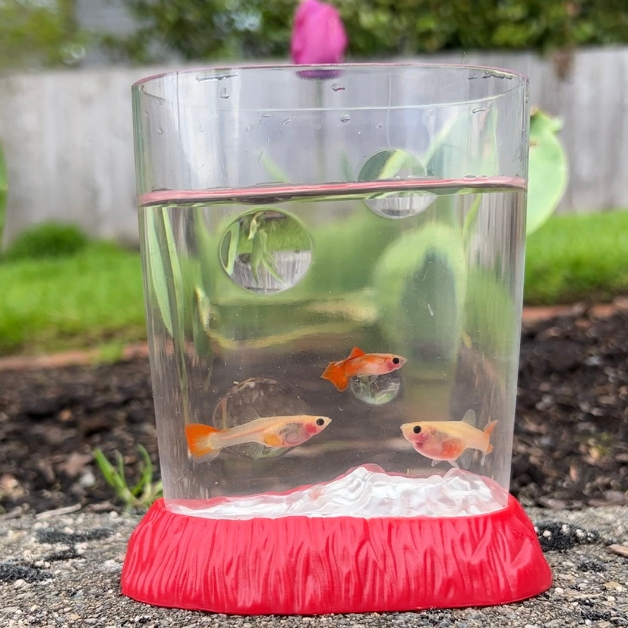 Glass Belly Guppy Trio – Fish4Ever Aquatics