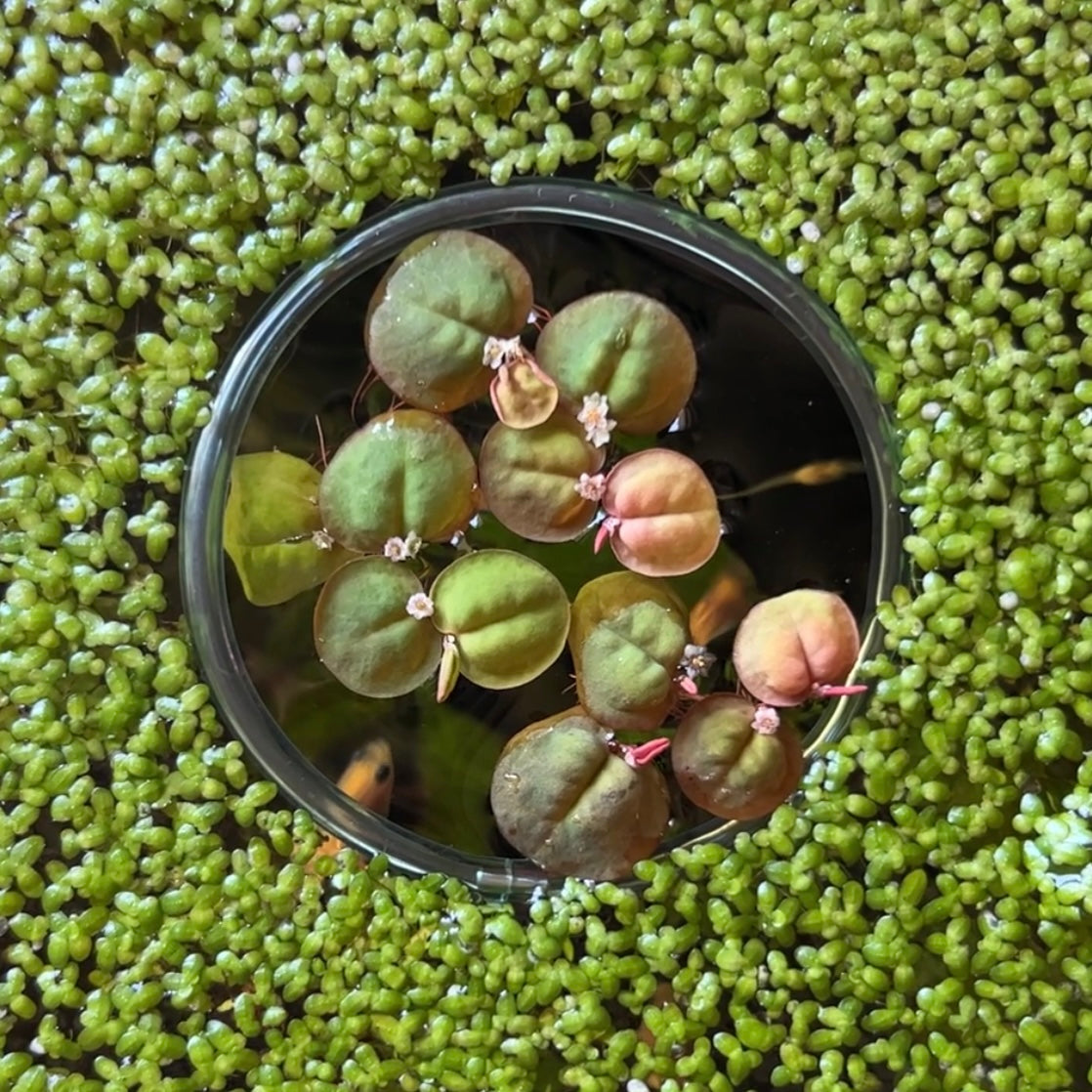 Flowered Red Root Floaters | Live Floating Plant – Fish4Ever Aquatics