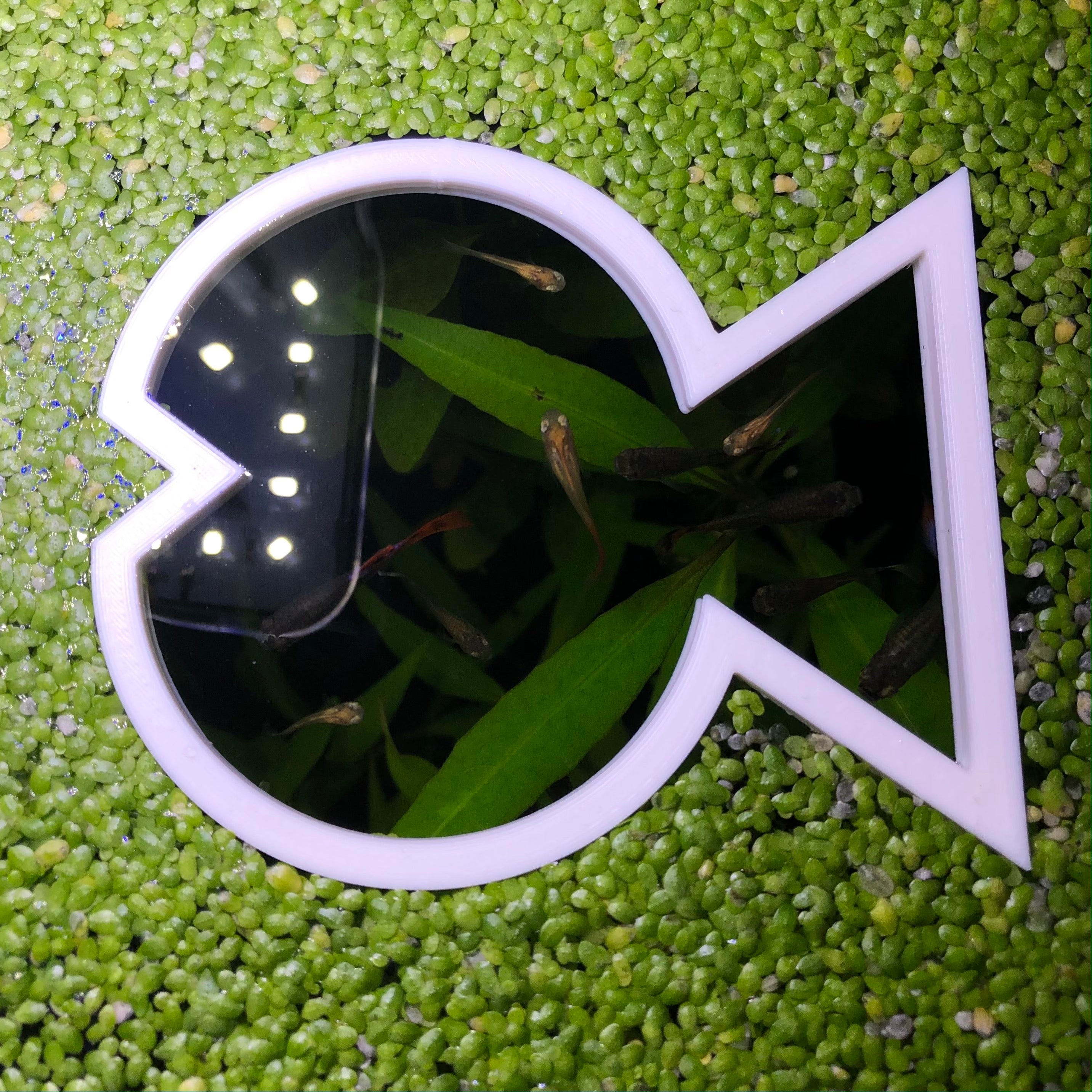 Fish Portal Feeding Ring – Fish4Ever Aquatics