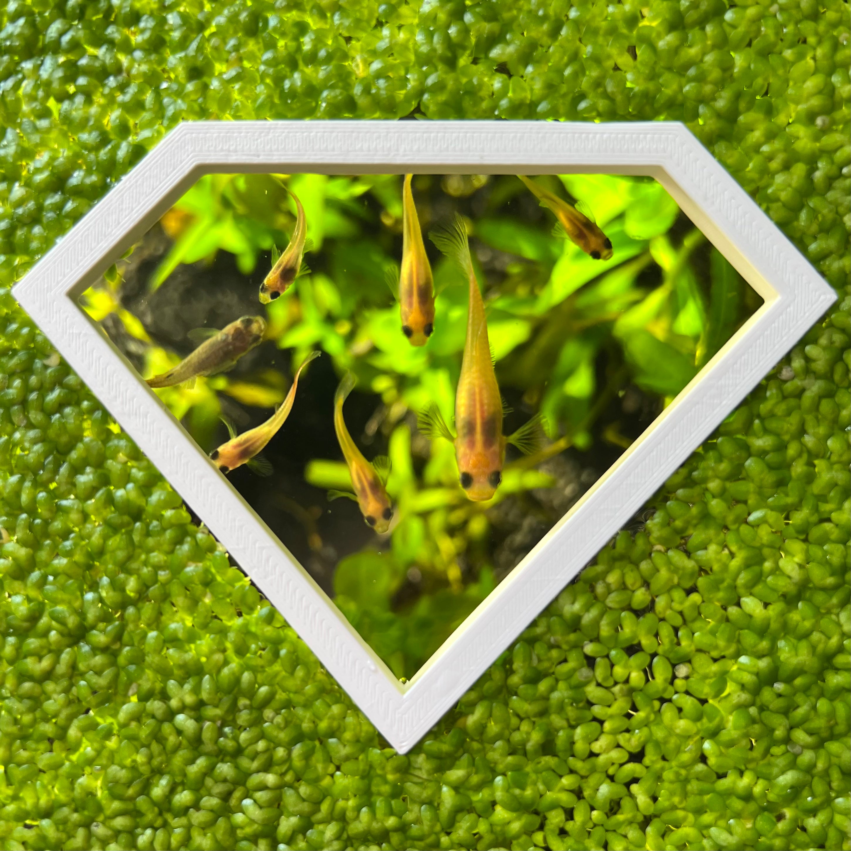 Diamond Portal Feeding Ring – Fish4Ever Aquatics