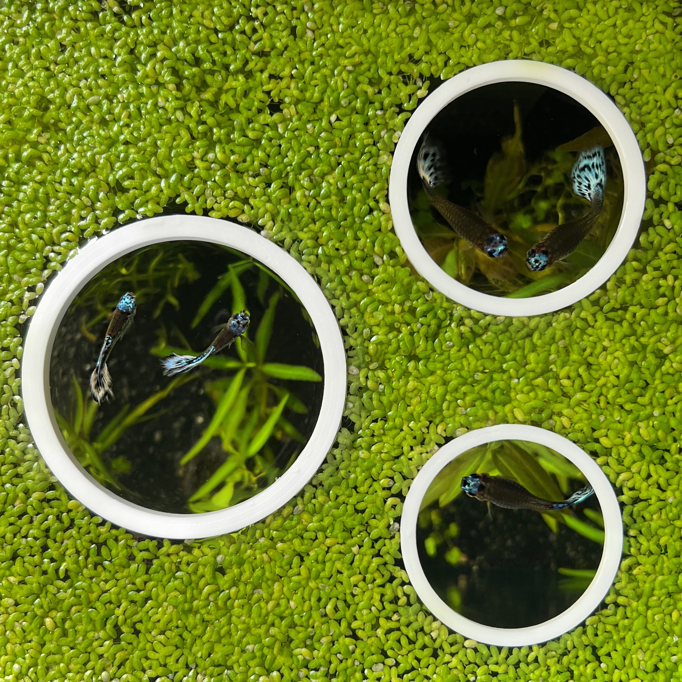 3 Circle Portals – Fish4Ever Aquatics