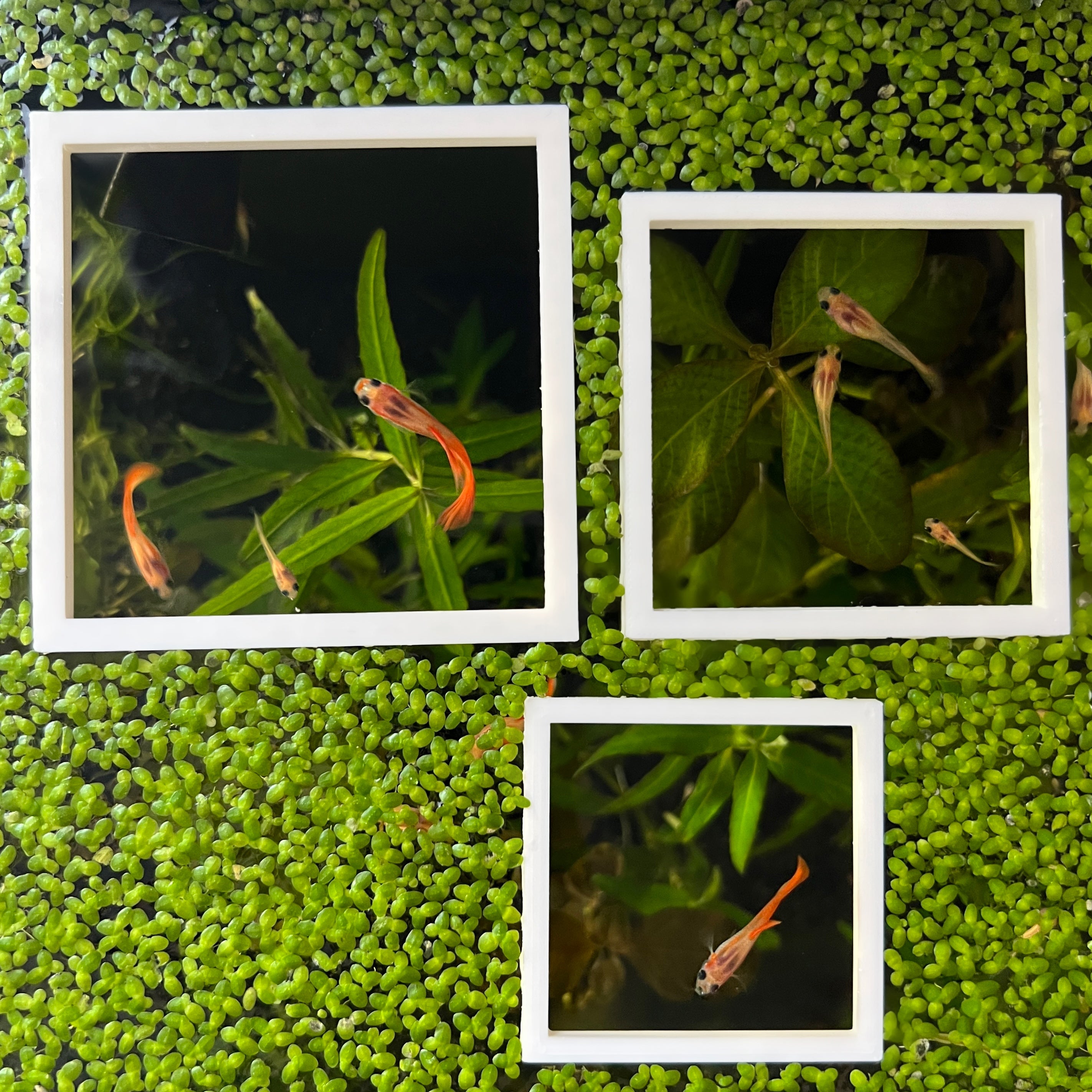 3 Square Portals – Fish4Ever Aquatics